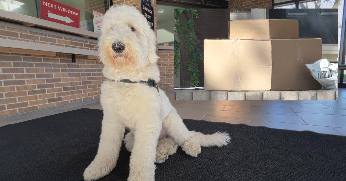 Northville police launch "Operation Max's Vault" to combat porch ...