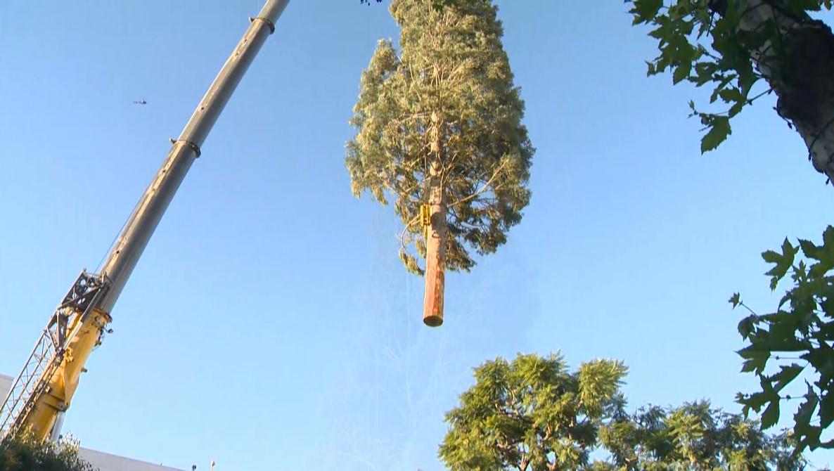 The Grove's iconic 100-foot-tall white fir Christmas tree arrives - CBS ...