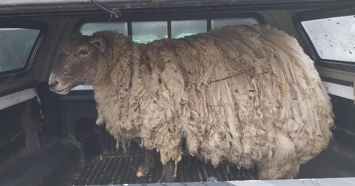 Britain's "loneliest sheep" rescued from foot of cliff after nearly 2 ...