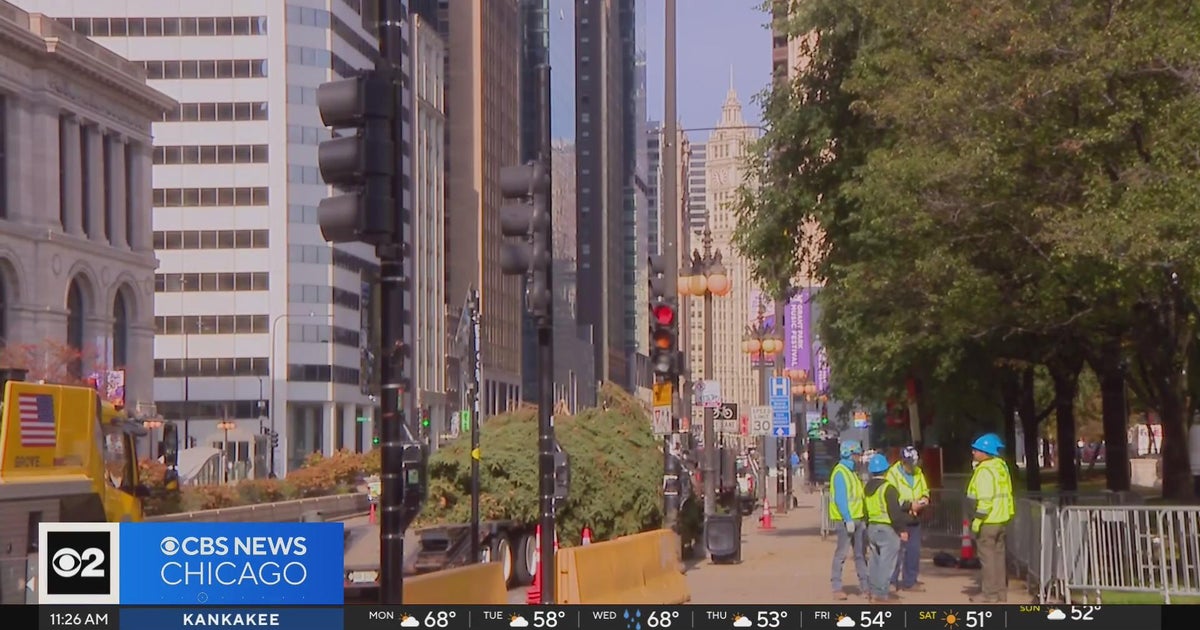Colorado blue spruce tree arrives Chicago's Millennium Park - CBS Chicago