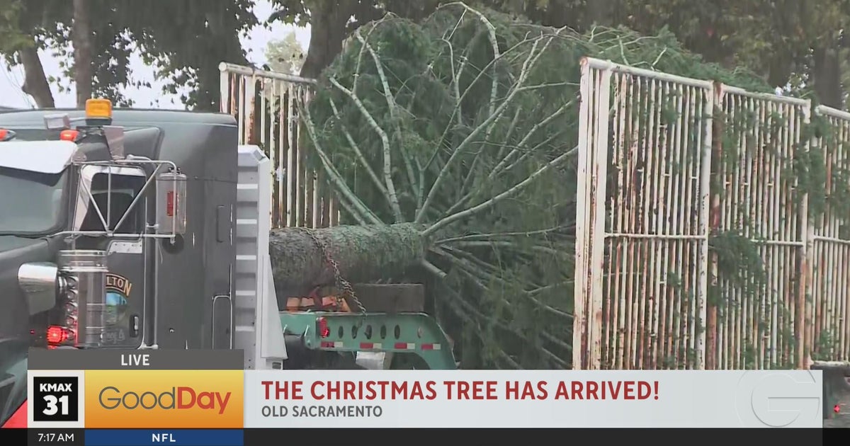 Old Sac Tree Arrival, 7am - Good Day Sacramento