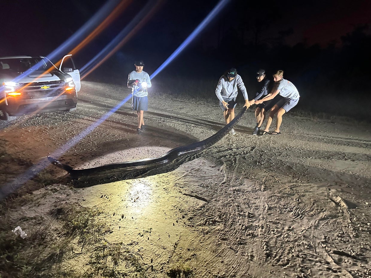198-pound Burmese python fought 5 men before capture in Florida: "It ...