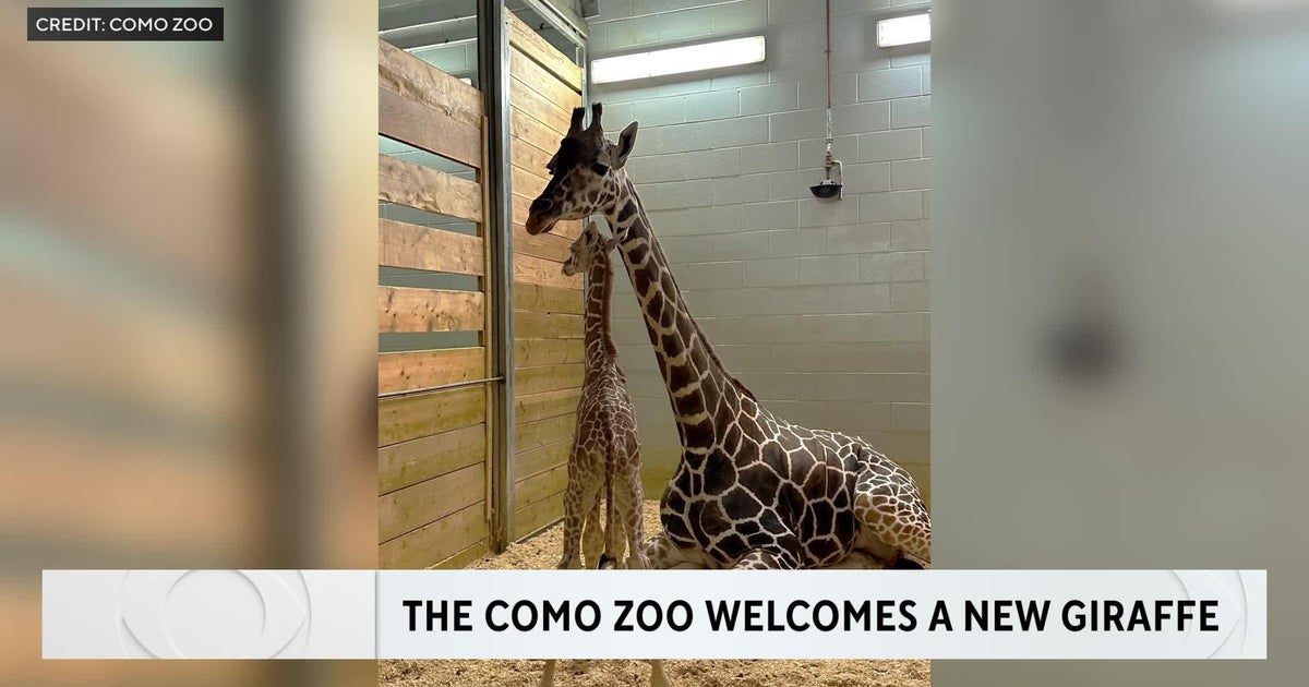 Como Zoo celebrates birth of baby giraffe - CBS Minnesota