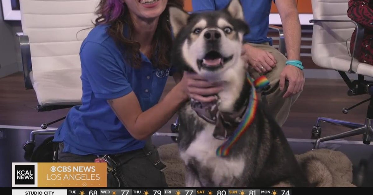 Meet Hatchi! This Siberian Husky needs a forever home | Pet Of The Week ...