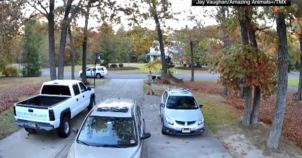 Caught on camera: Deer crashes into truck - CBS Miami