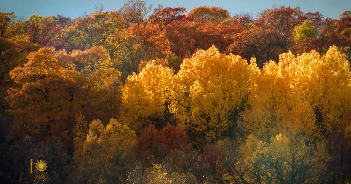 Nature: Fall foliage in Minnesota - CBS News