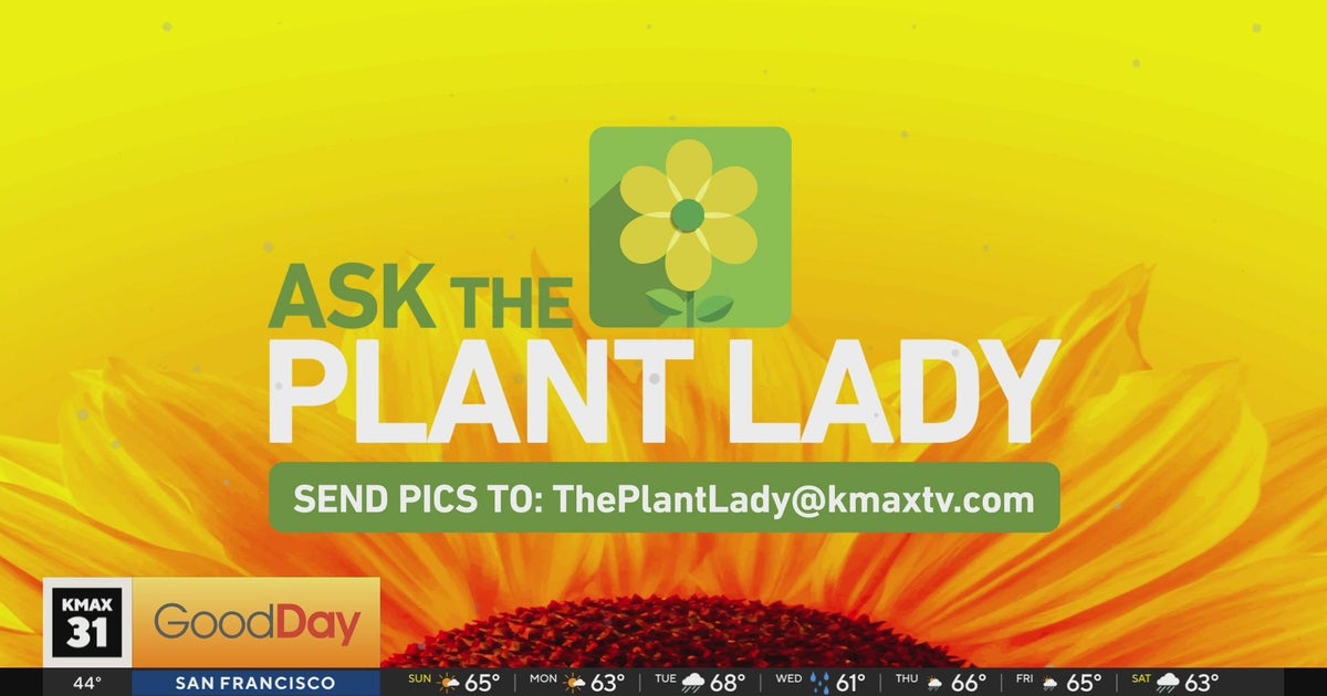 The Plant Lady - 11/12 - Good Day Sacramento