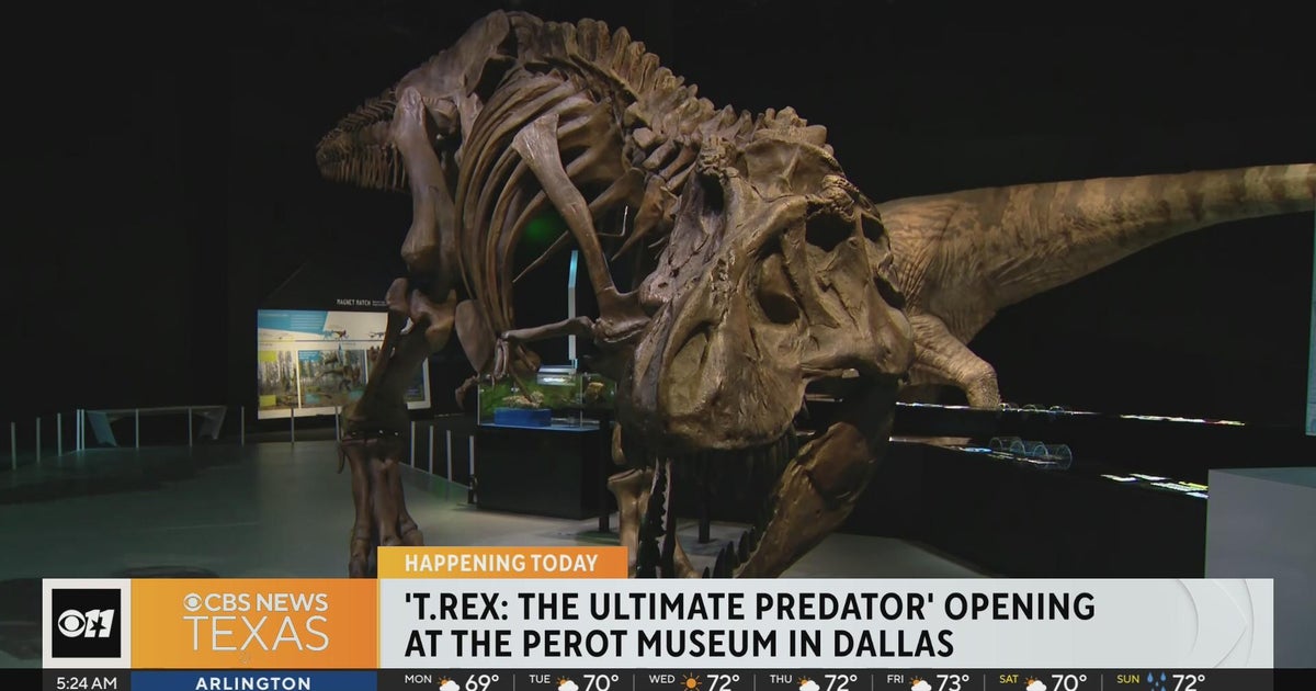 T.rex exhibit opens at the Perot Museum in Dallas - CBS Texas