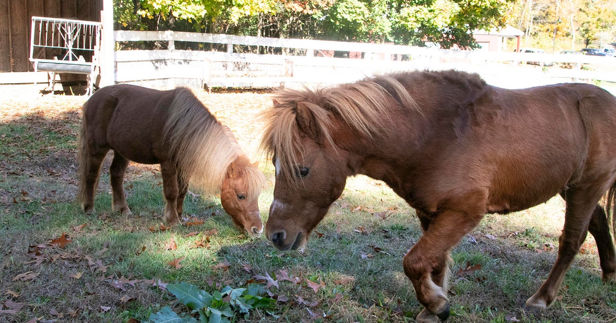 "Majestic" mini horses Dwight and Stanley up for adoption in ...