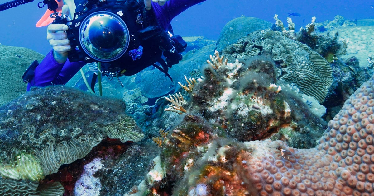 Climate change is hurting coral worldwide. But these reefs off the Texas coast are thriving ...