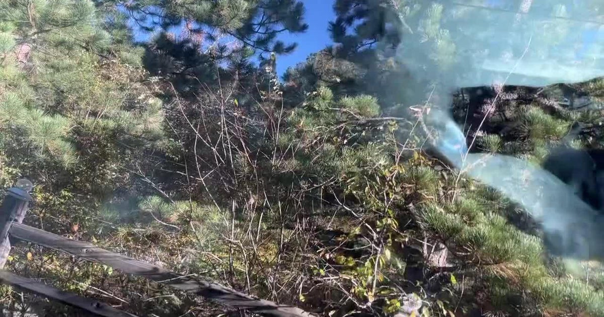 WATCH: CPW officer releases bear back into wild after being stuck ...