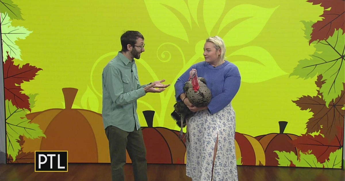 Winston the pet turkey - CBS Pittsburgh