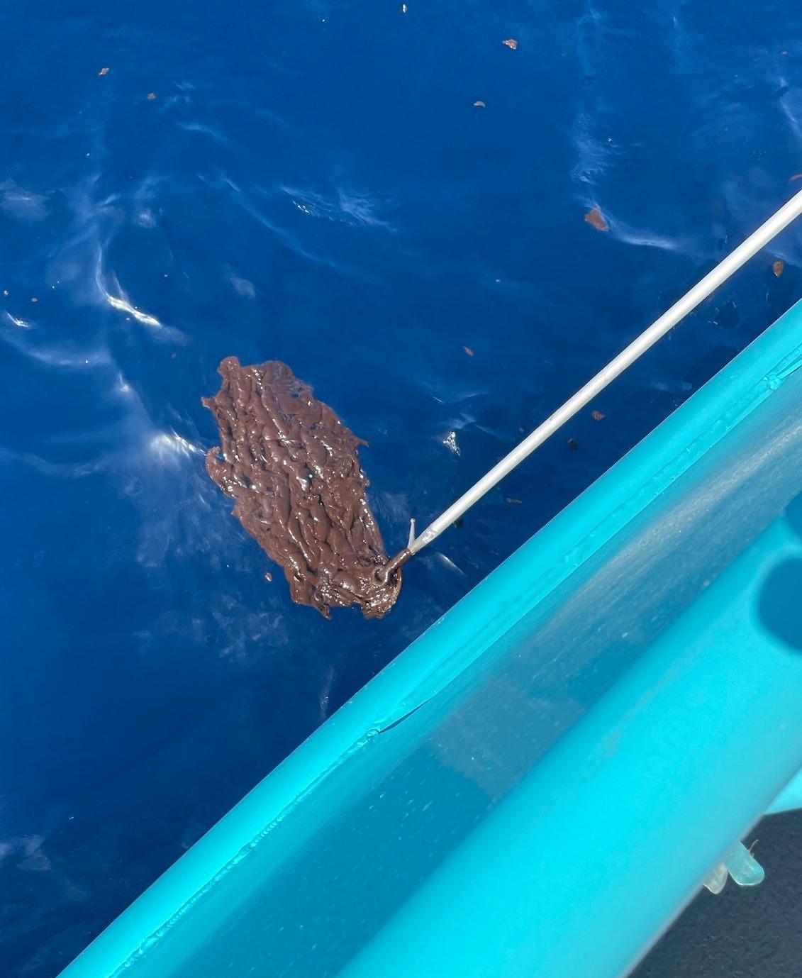 1.1 million gallons of oil spilled into the Gulf of Mexico. Over a week ...