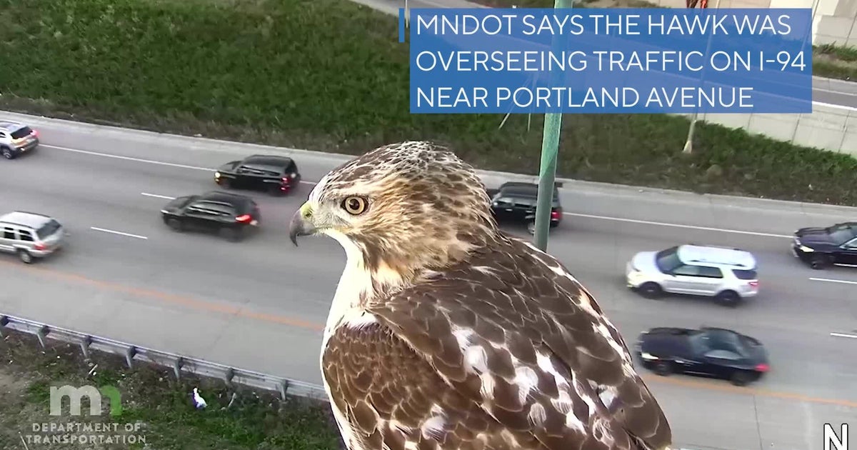 Curious hawk hangs out with traffic camera in Minneapolis - CBS Minnesota