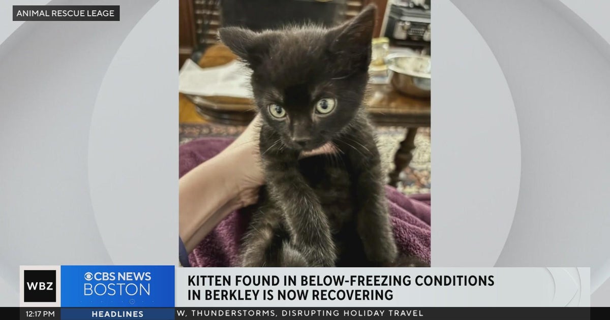 Kitten rescued from below-freezing conditions in Berkley now recovering - CBS Boston