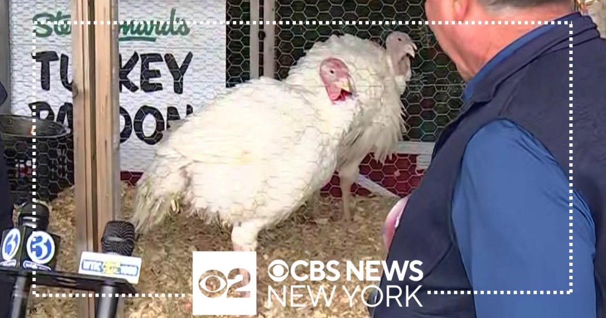 Turkeys named after Taylor Swift & Travis Kelce pardoned in Connecticut ...