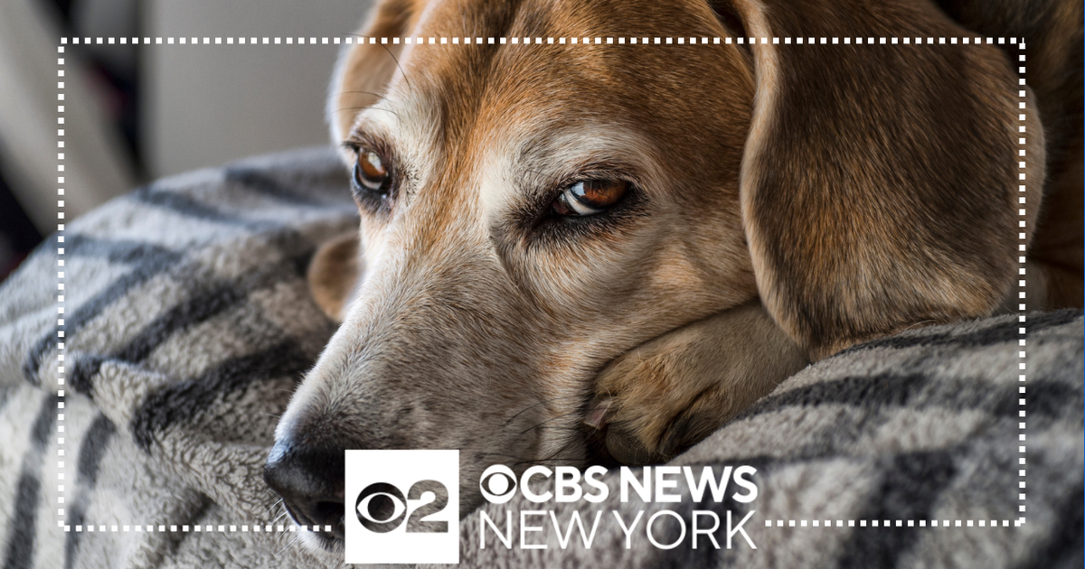 Benefits of adopting older pets - CBS New York