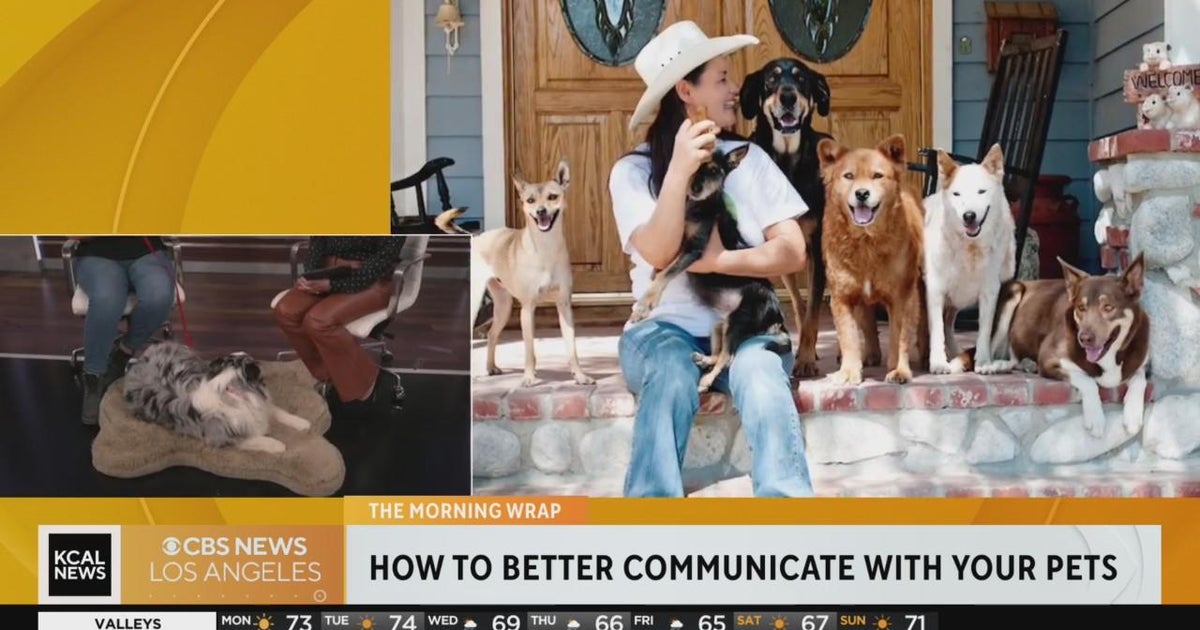 Want to better communicate with your pets? Here are some tips - CBS Los ...