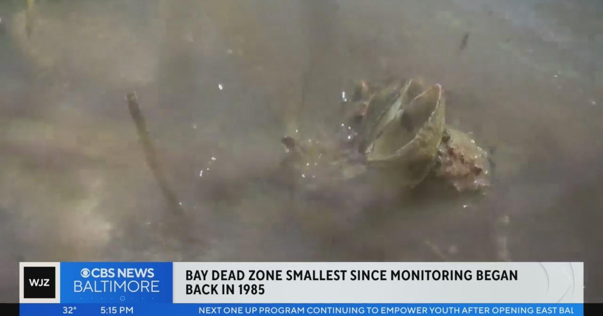 Chesapeake Bay 'dead zone' smallest since monitoring began in 1985 ...