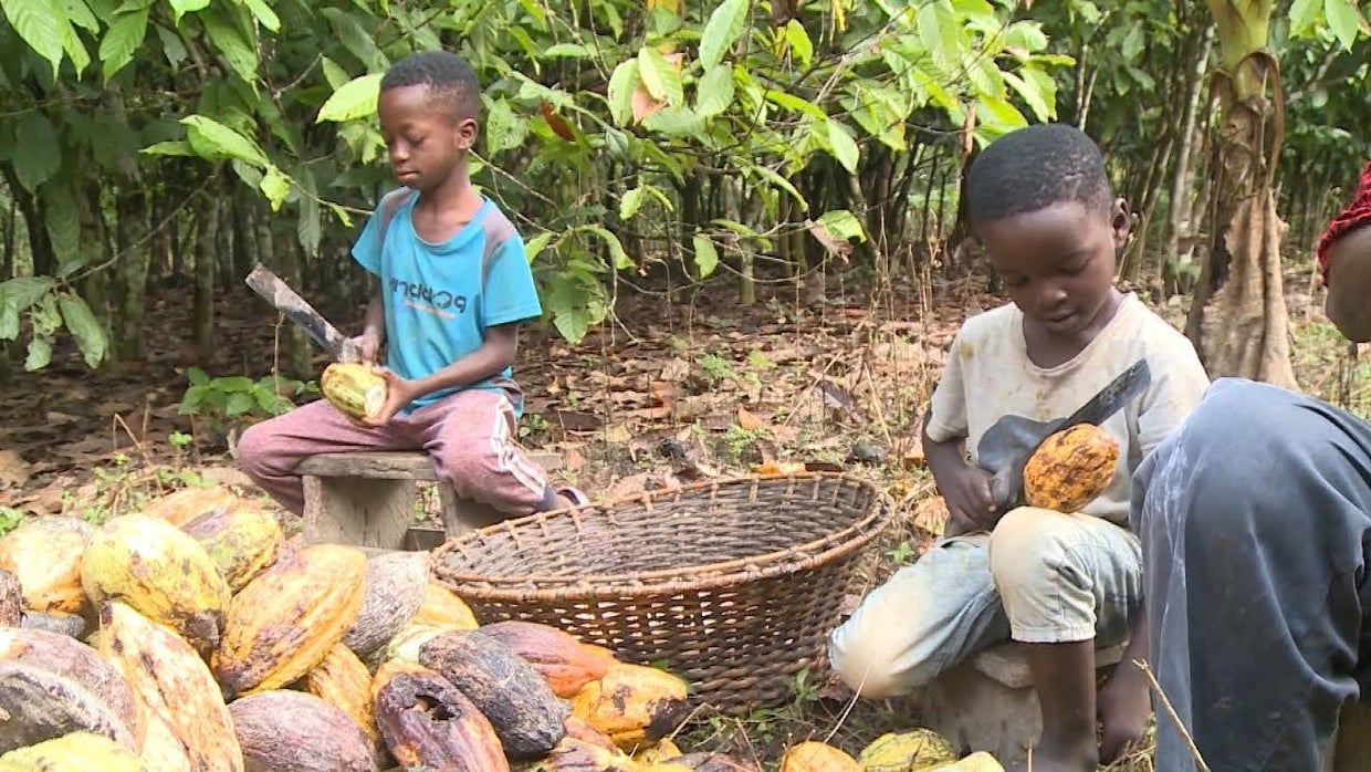 Candy company Mars uses cocoa harvested by kids as young as 5 in Ghana ...