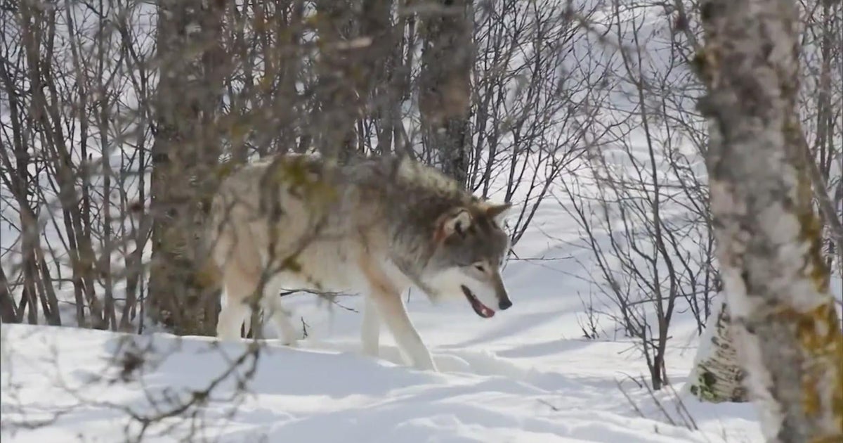 Colorado Parks and Wildlife heads to Oregon to capture wolves for ...