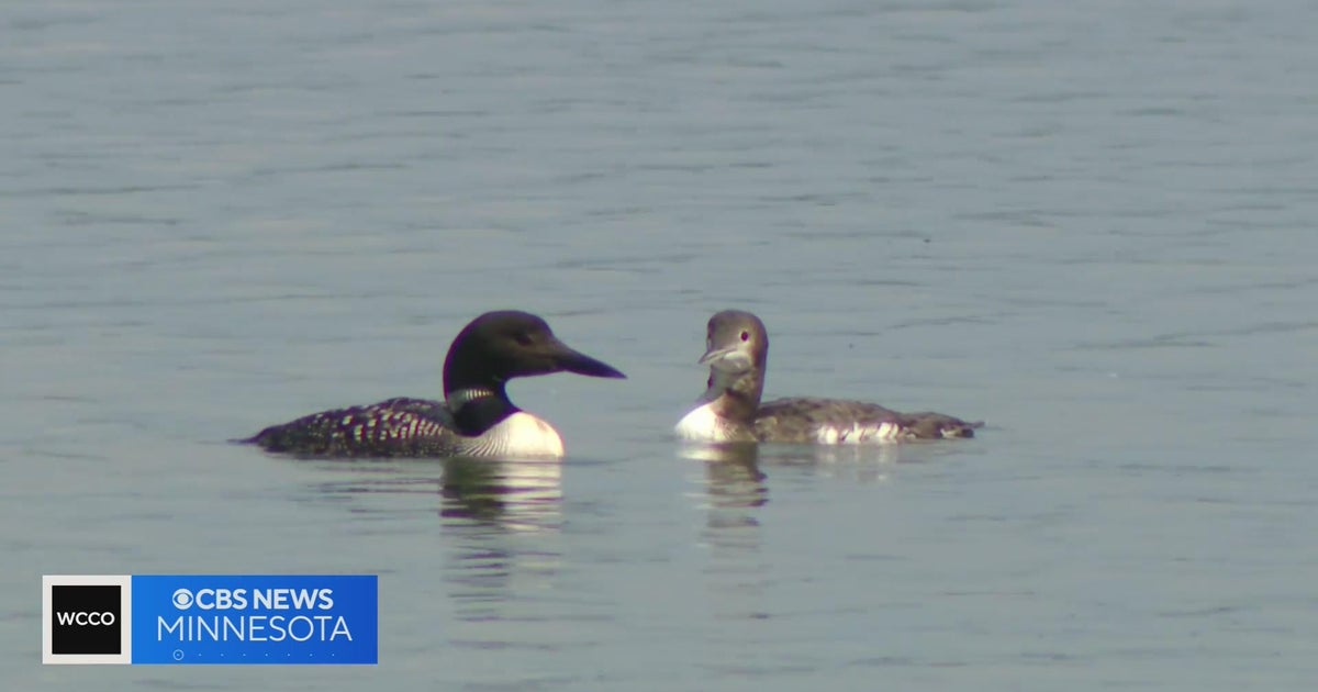 Why are there no loons on Minnesota's new state flag finalists? - CBS ...