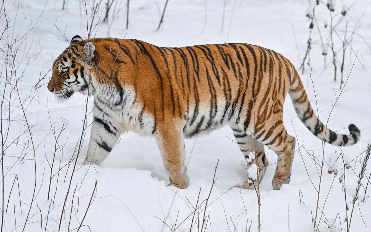 Siberian tiger attacks dog, then kills pet's owner who followed its ...