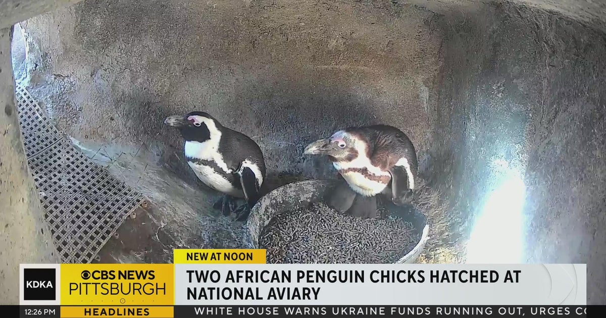 2 African penguin chicks hatch at National Aviary - CBS Pittsburgh