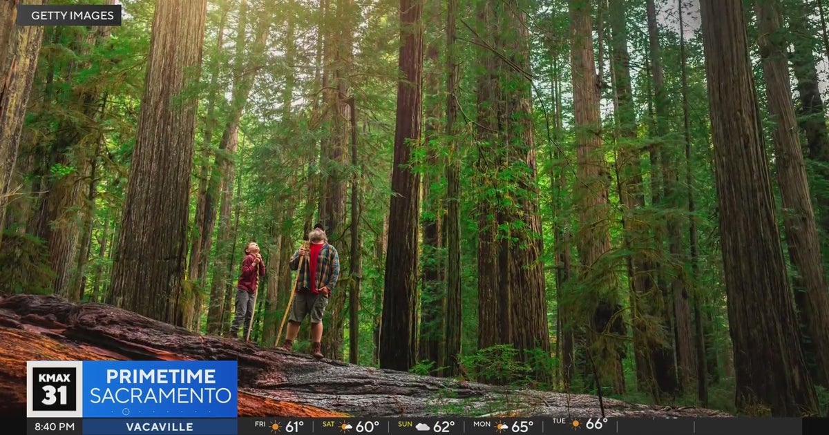 The Answer: Why are redwoods so resilient? - CBS Sacramento