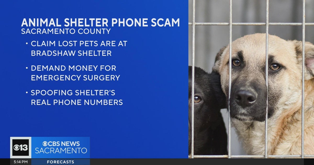 Sacramento County warns of phone scam targeting pet owners - CBS Sacramento