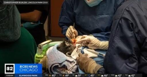 First of its kind surgery in Chicago to remove tumor from a monkey ...