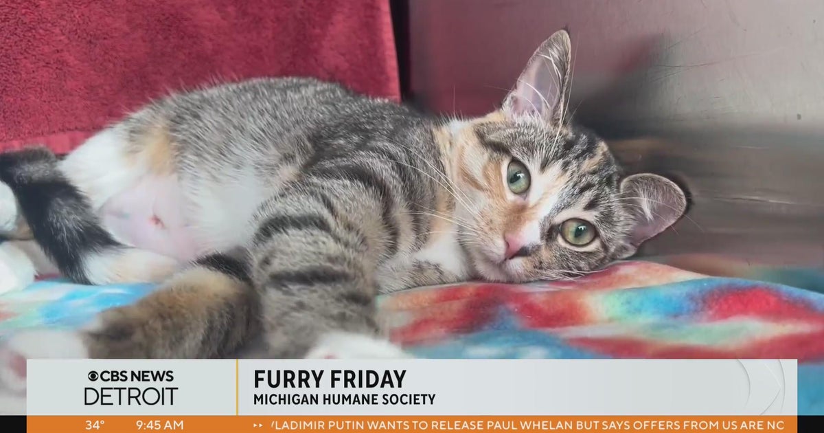 Furry Fridays: Meet Mitze and Sweetheart - CBS Detroit
