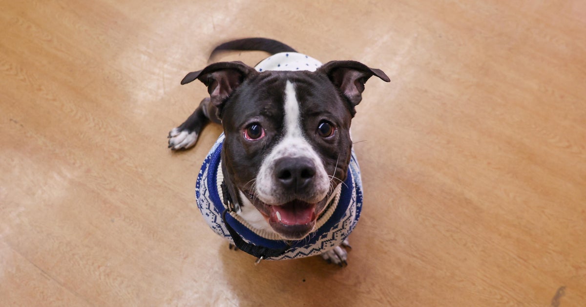 PAWS Chicago Pet of the Week: Bonsai - CBS Chicago