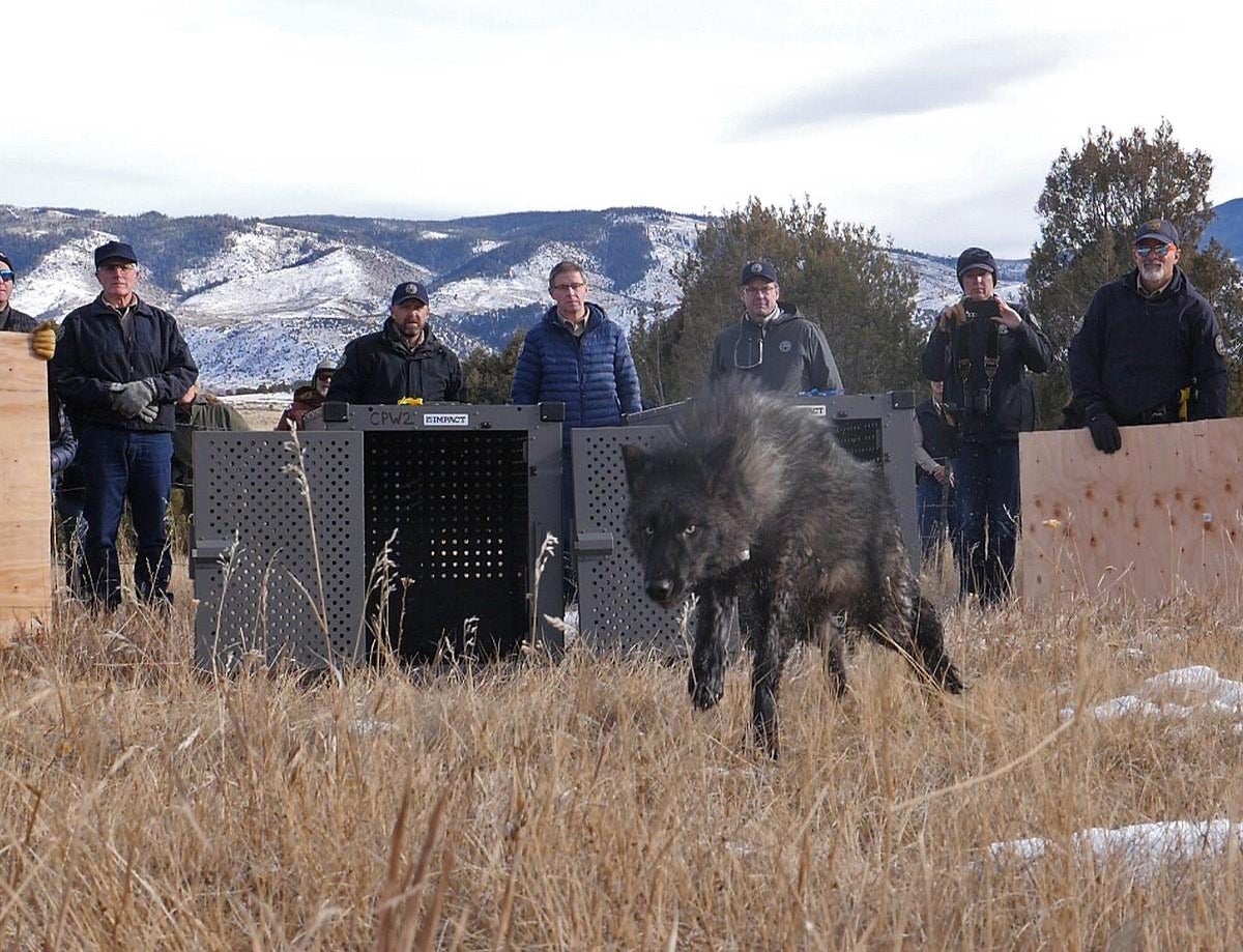 Colorado's GOP members of Congress call for end to wolf reintroduction ...