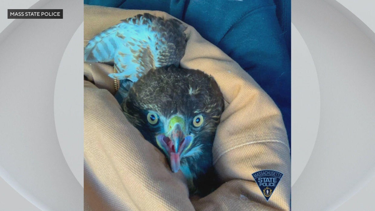 Injured hawk rescued in Stockbridge by state troopers will recover ...