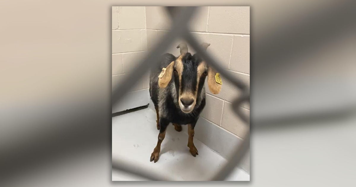 WATCH: Deputy ropes in goat on the loose in Rochester - CBS Minnesota