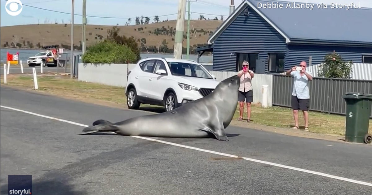 Neil the seal strikes a pose on Tasmania street - CBS News