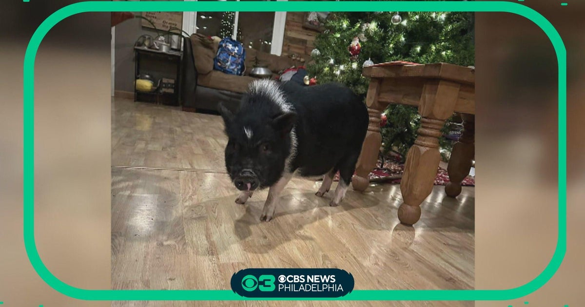 Lost-and-found pig Snoop Hogg adopted by local family - CBS Philadelphia