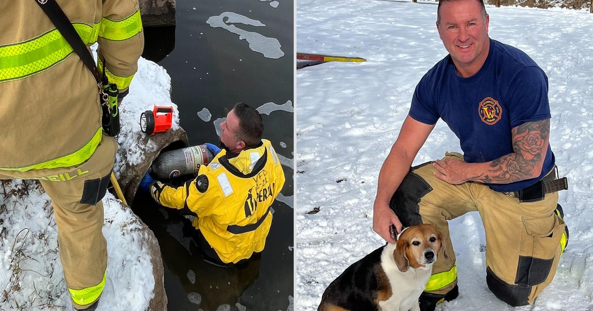 Colorado emergency crews rescue dog stuck in drainage pipe in Westminster - CBS Colorado