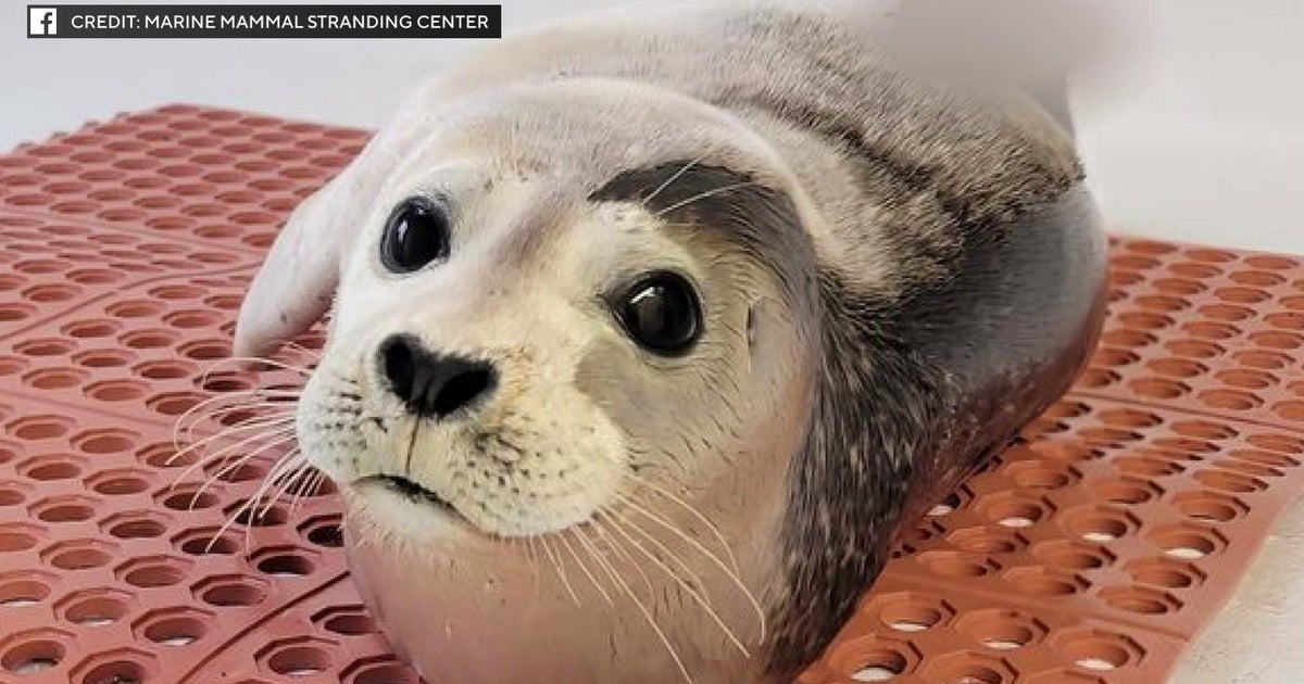 Seal found with shark bite on Jersey Shore treated at Marine Mammal ...