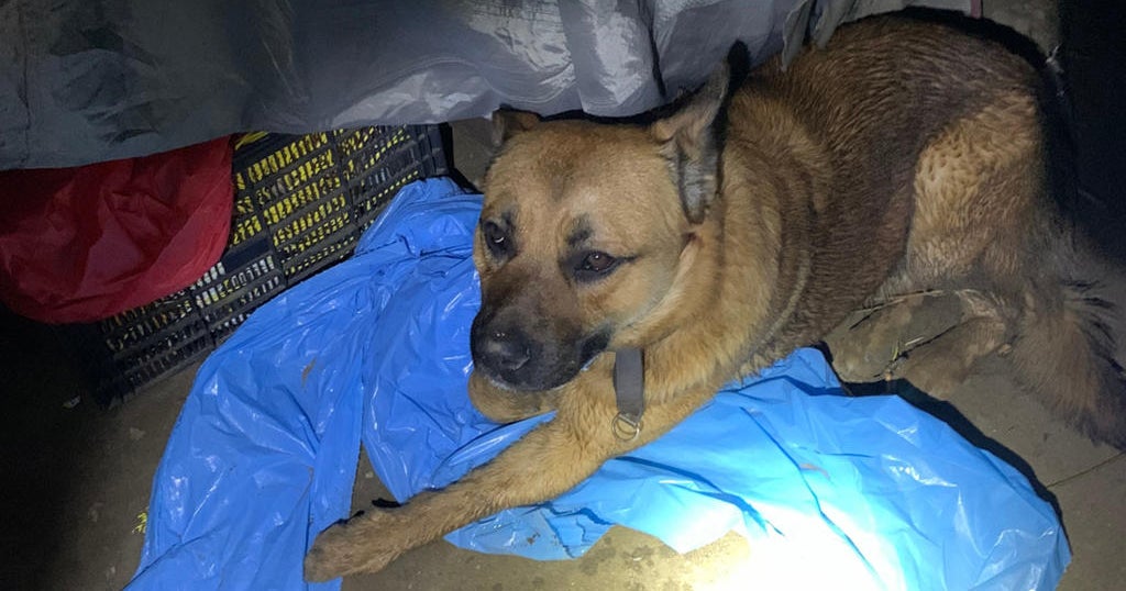 Dog injured in shooting near Pajaro River Bridge in Watsonville; 2 ...