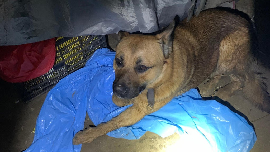 Dog injured in shooting near Pajaro River Bridge in Watsonville; 2 ...