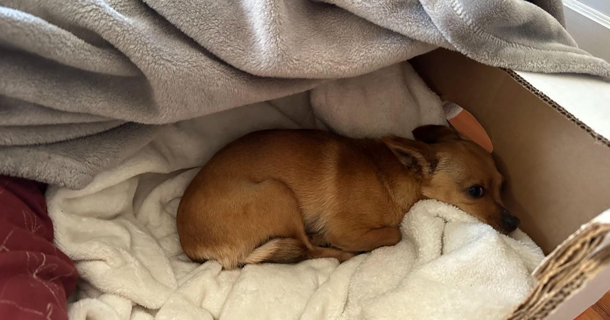 Injured Chihuahua looking for forever home after getting hit by car ...