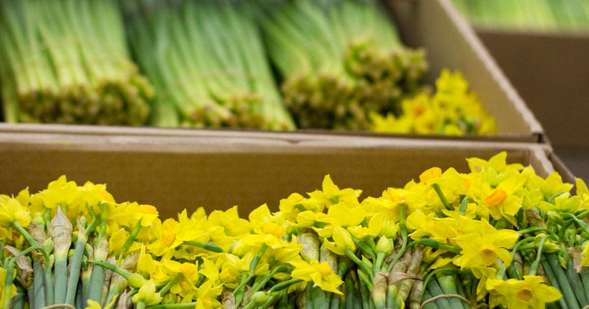 $10.2M in methamphetamine and cocaine hidden in flower shipment seized ...