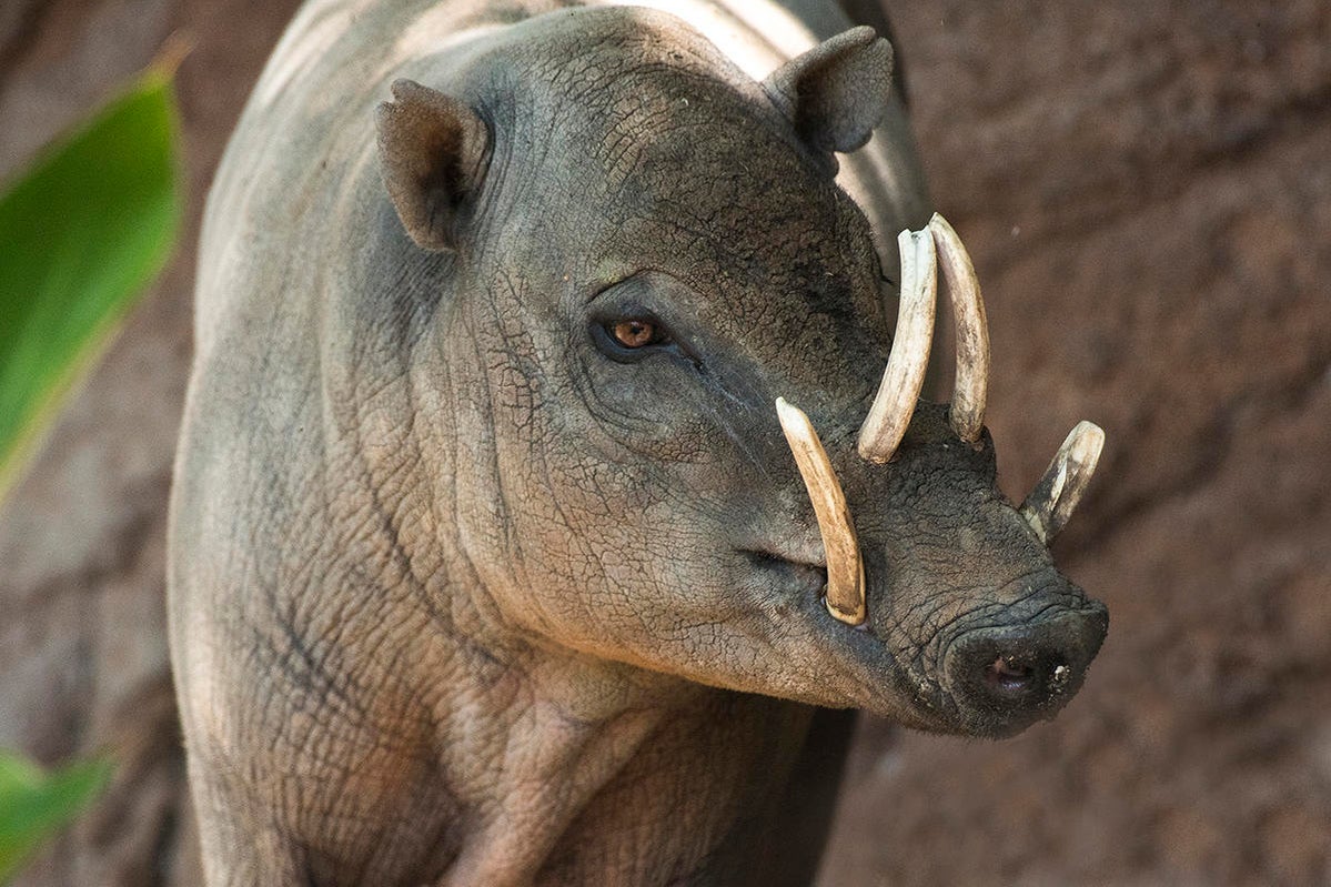 Zoo Miami welcomes birth of "bizarre" babirusa - CBS Miami