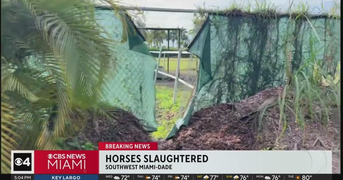 Horses slaughtered in SW Miami-Dade - CBS Miami
