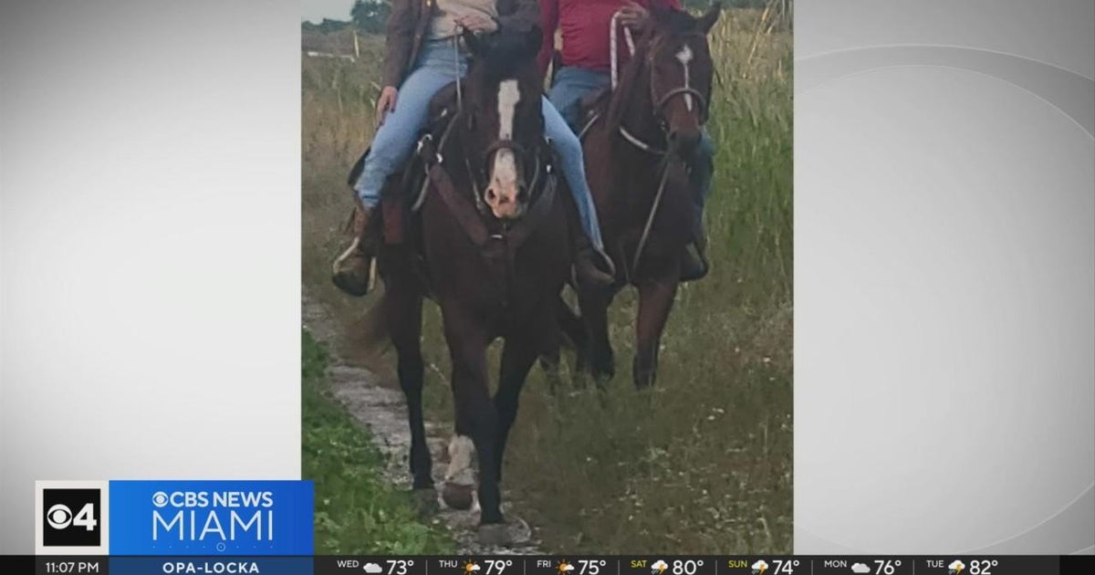 2 horses stolen, slaughtered in Miami-Dade - CBS Miami