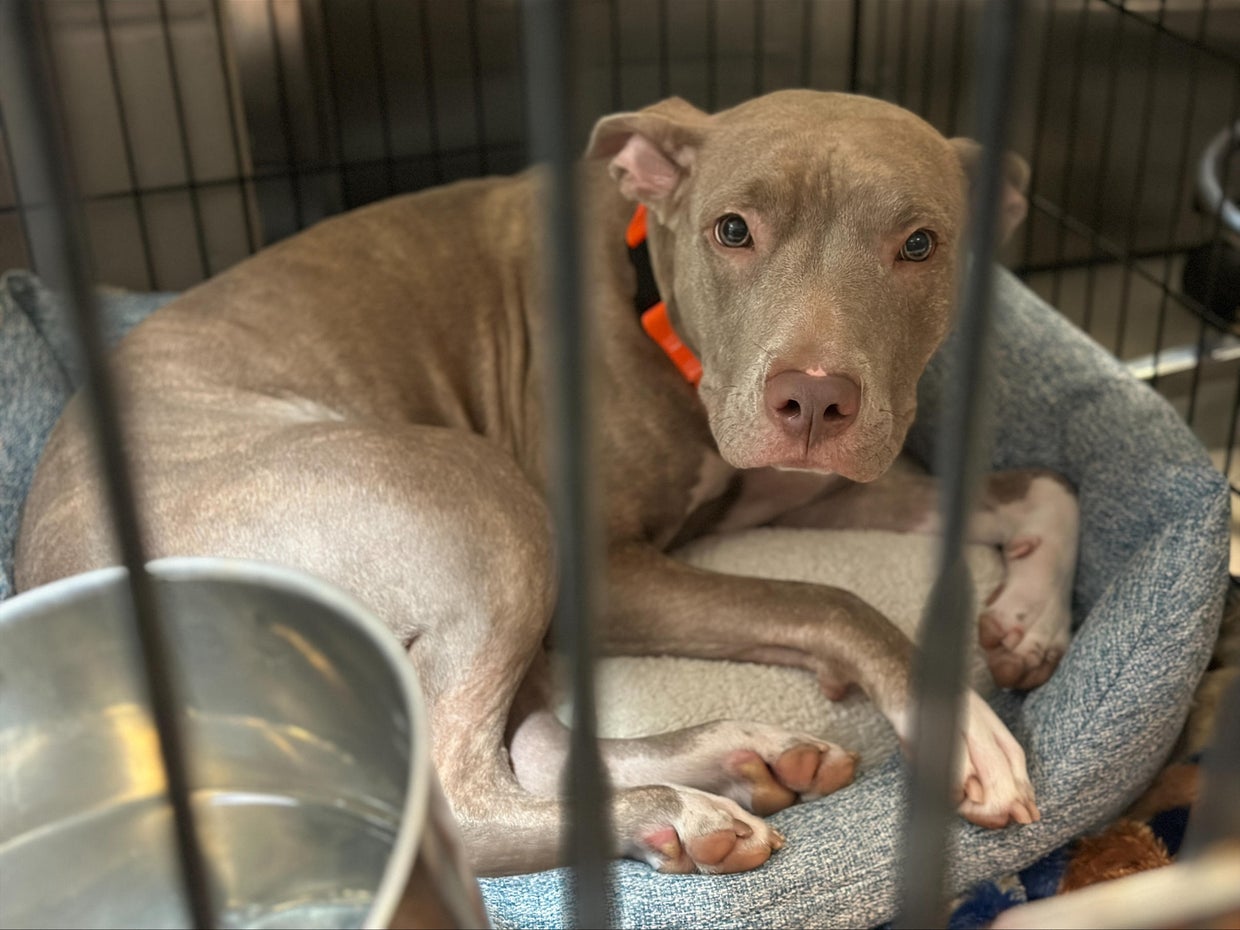 Animal shelters are overwhelmed by abandoned dogs. Here's why. - CBS News