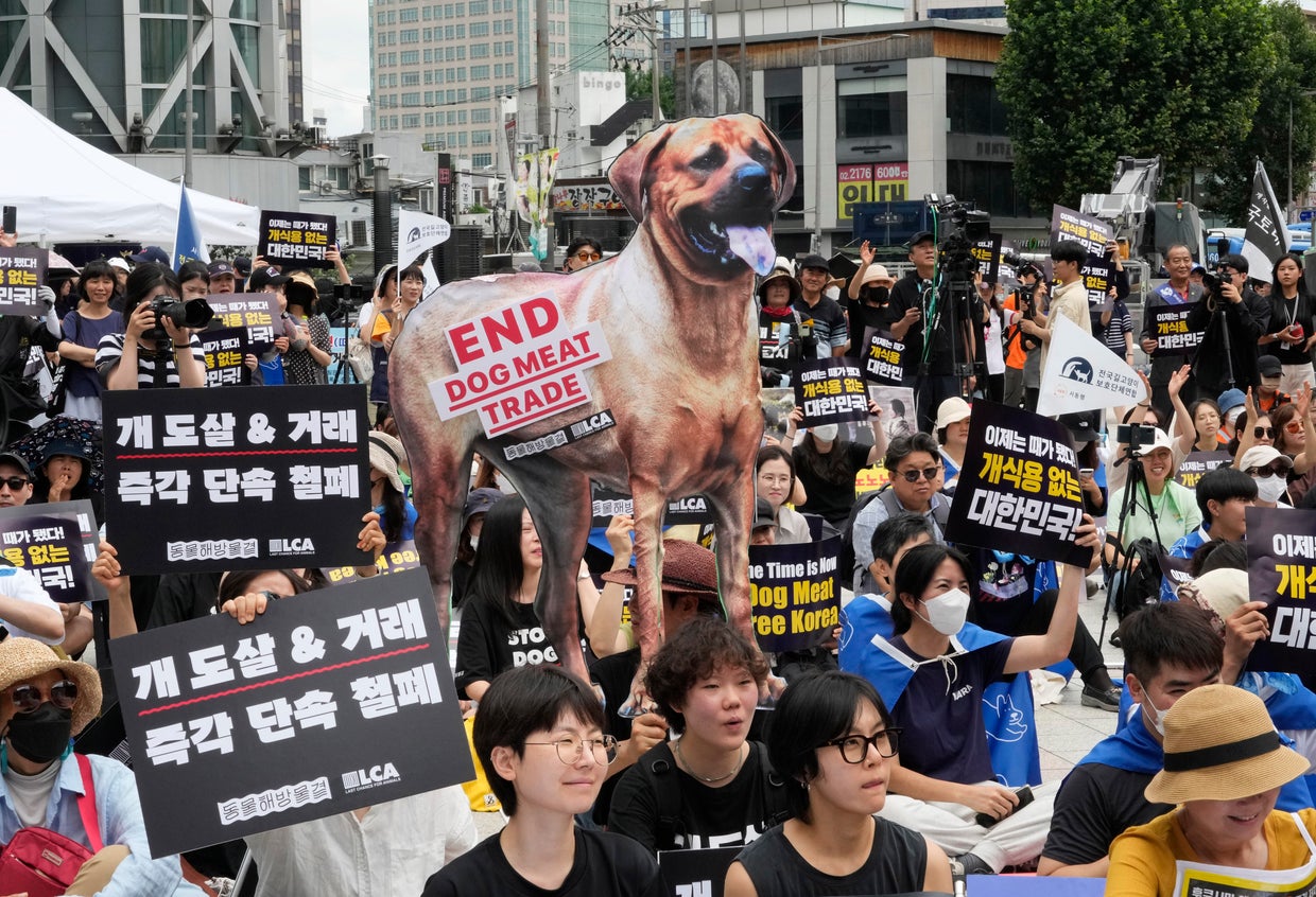 South Korean lawmakers back ban on producing and selling dog meat - CBS ...
