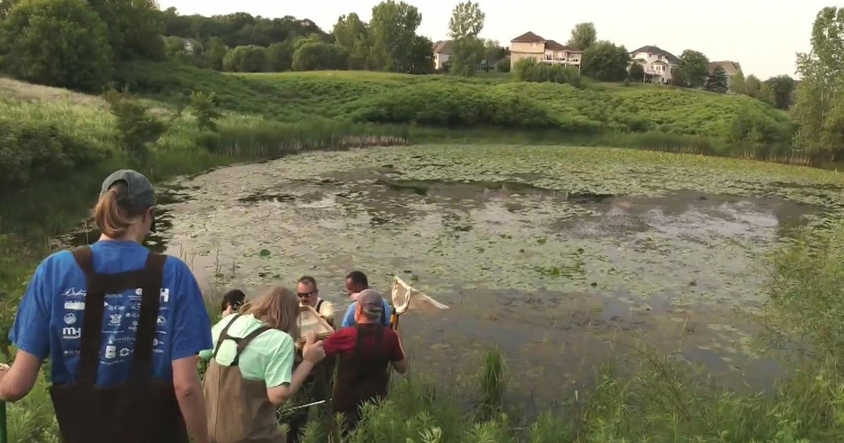 Minnesota wetlands are expanding, thanks to restoration efforts - CBS ...